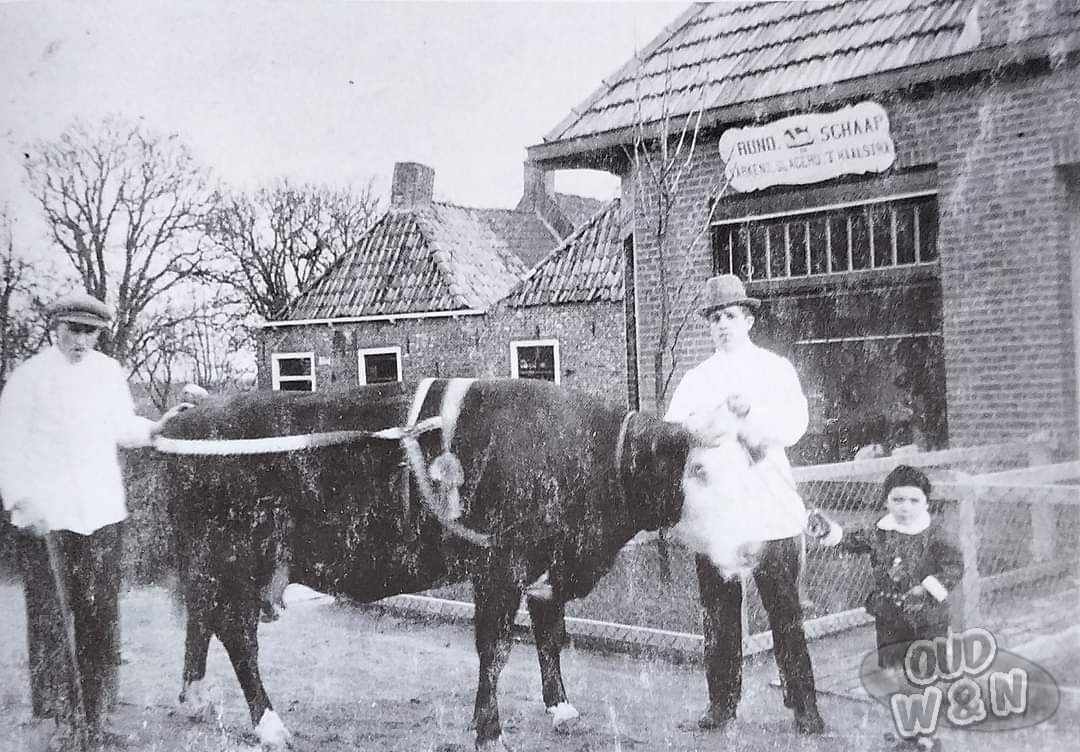 Trots toont slager Teunis Haalstra zijn “paaskoe". In die dagen in ...